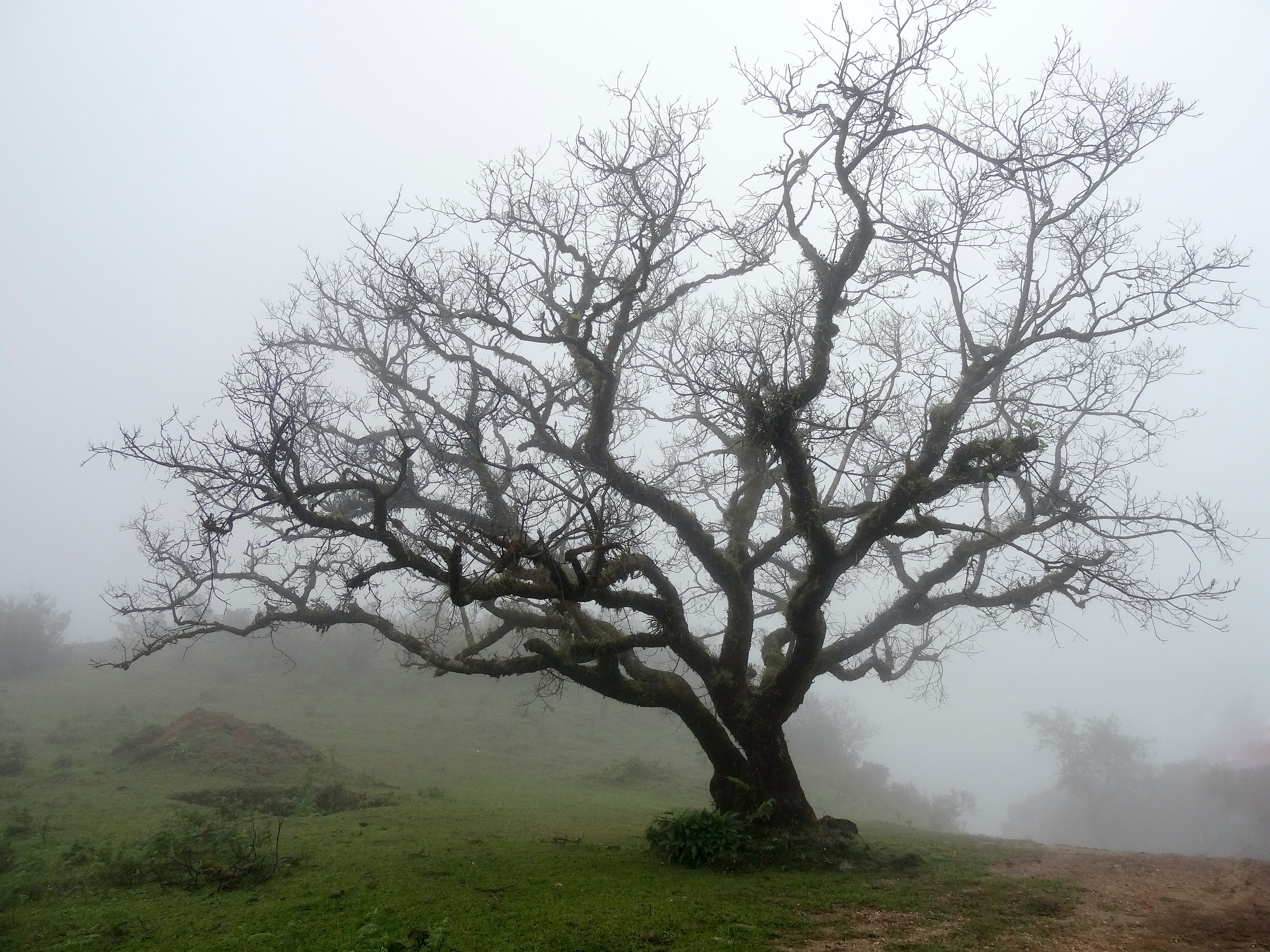 The Withered Fig Tree – Wonderful Jesus!